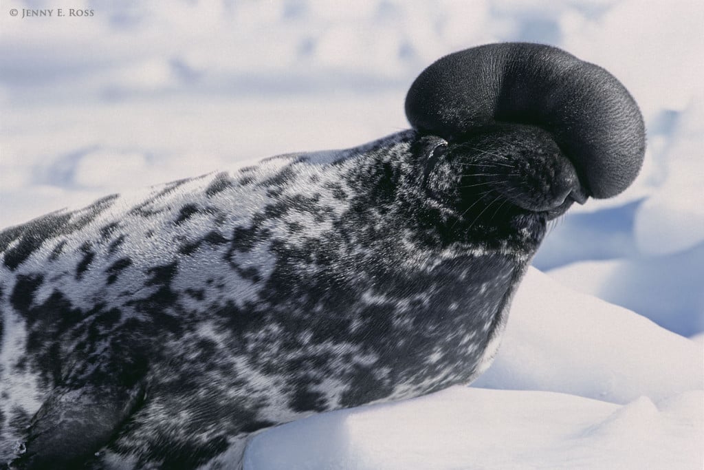 An adult male hooded seal (Cystophora cristata) on sea ice in the Gulf ...
